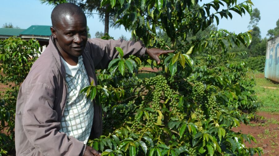 Best Fertilizer for Coffee in Kenya, Uganda, and East Africa - Chiromo ...