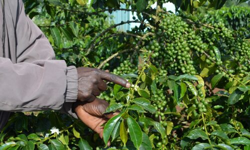 Best Fertilizer for Coffee in Kenya, Uganda, and East Africa - Chiromo ...